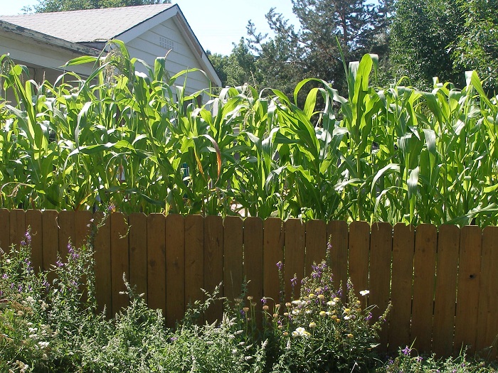 Virtual Homestead Tour | The Lazy Homesteader